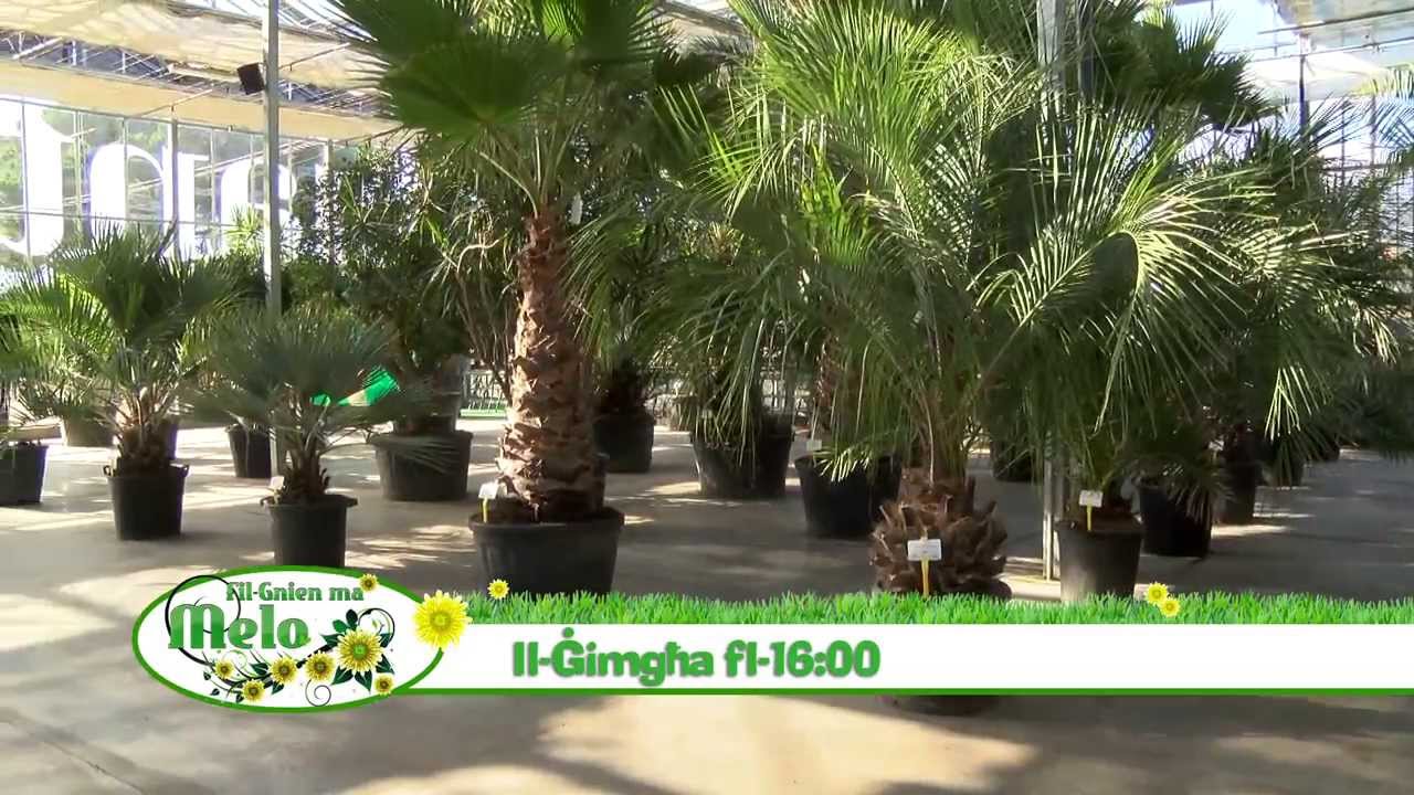 Fil-Gnien ma' Melo - Programmes from Sicily / 2014 Promo - YouTube
