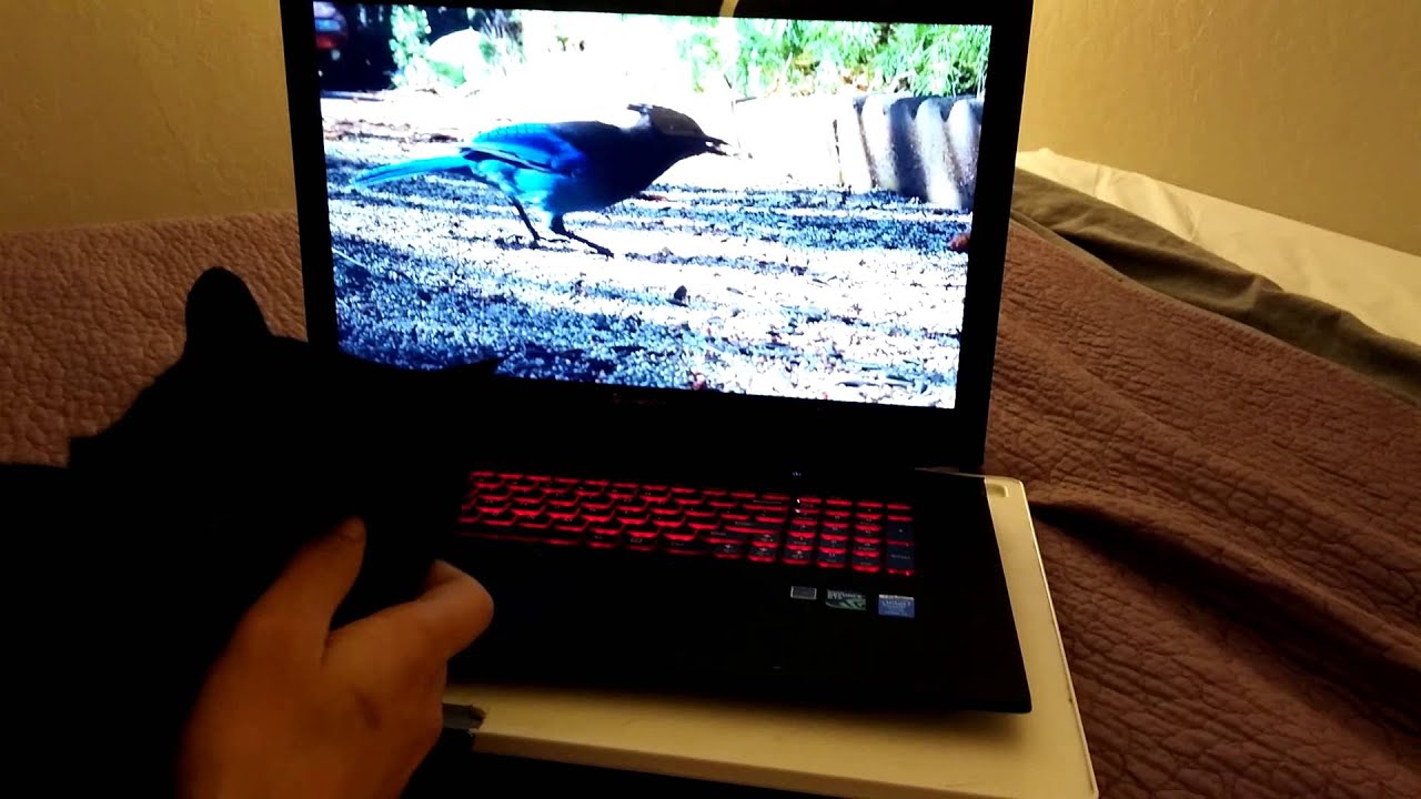 Charles the cat watching a bird video, part 2. - YouTube