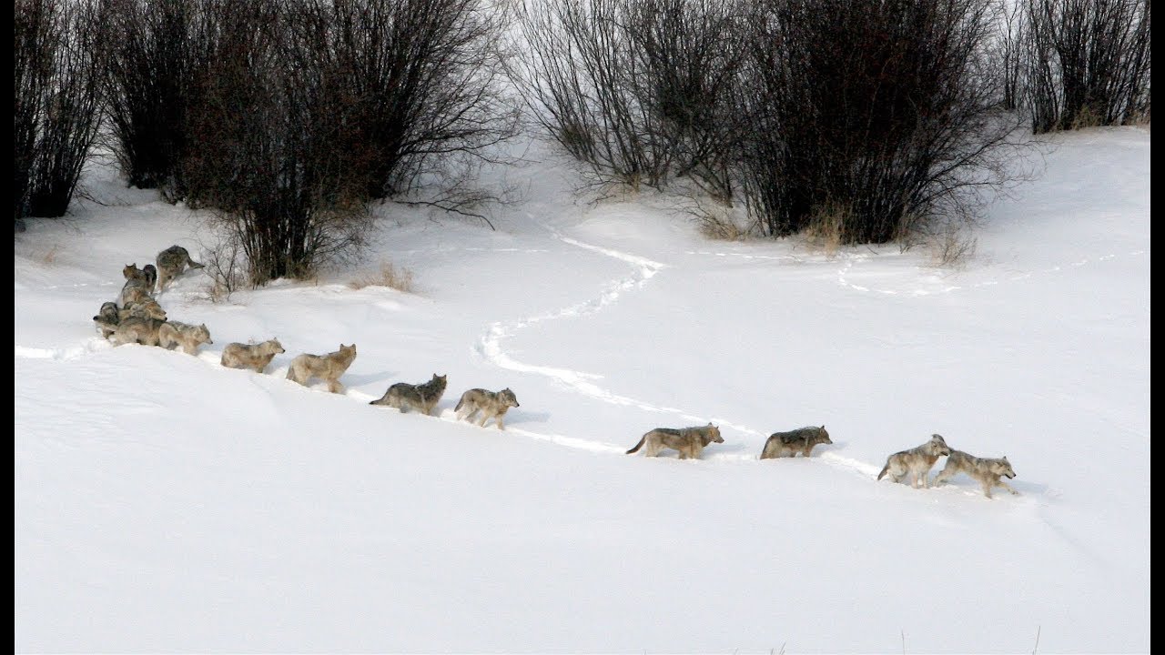 Wolves....Many Many wolves - YouTube
