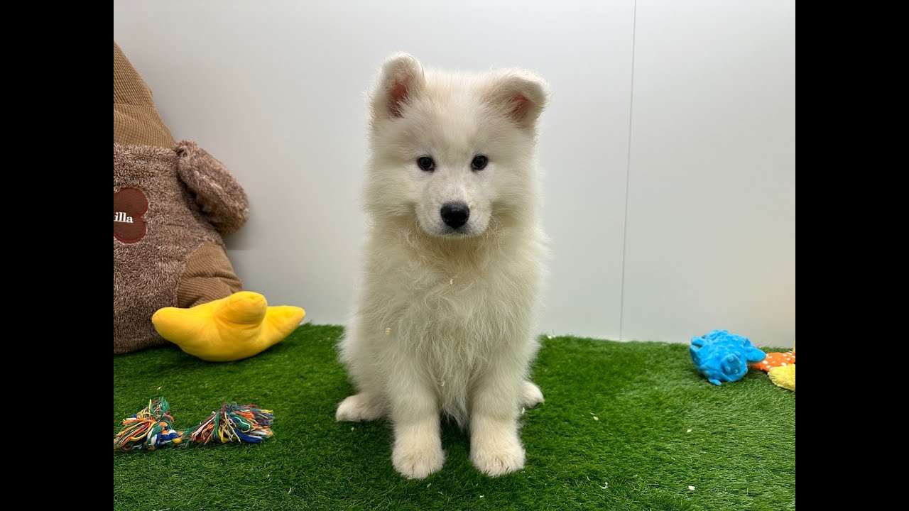 🐶 Samojeed 🐶 reu 🐶 PUP ID 012696405 🐶 - YouTube