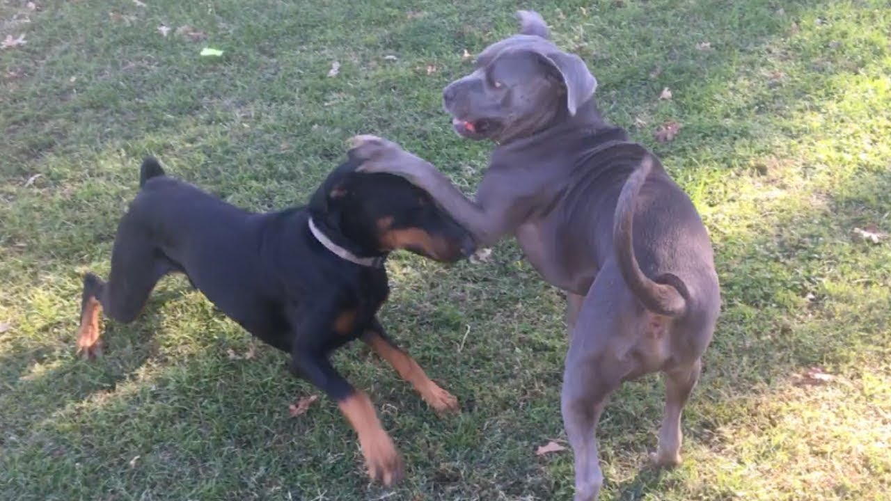 3 Dog Defensive Maneuvers: Rabbit Kick, Paw Swipe, & Tail Swipe - YouTube