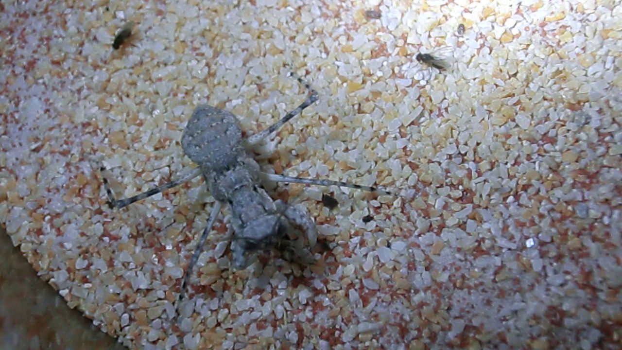Desert mantis (Eremiaphila sp.) hunting - YouTube