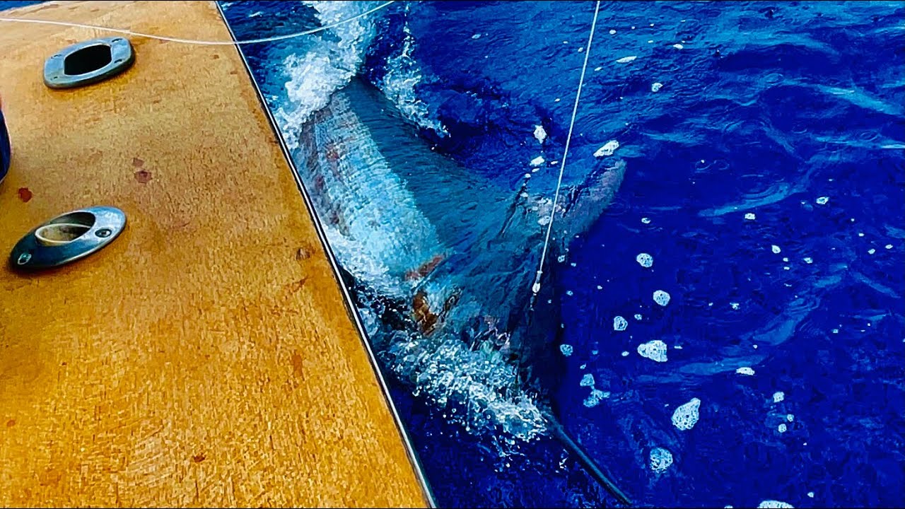 BLUE MARLIN FISHING KAILUA-KONA | 12 HR HEMINGWAY MARLIN FISHING ...