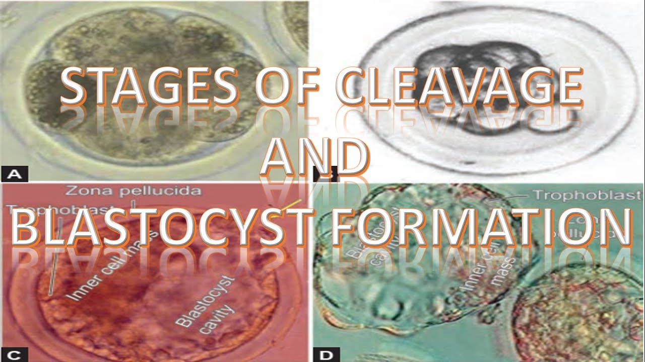Stages of Cleavage and Blastocyst Formation - Embryology - YouTube