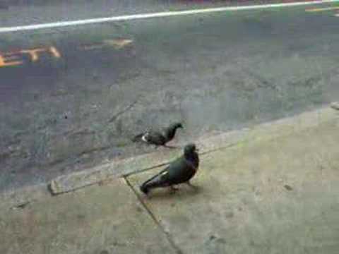 bus stop pigeons - YouTube
