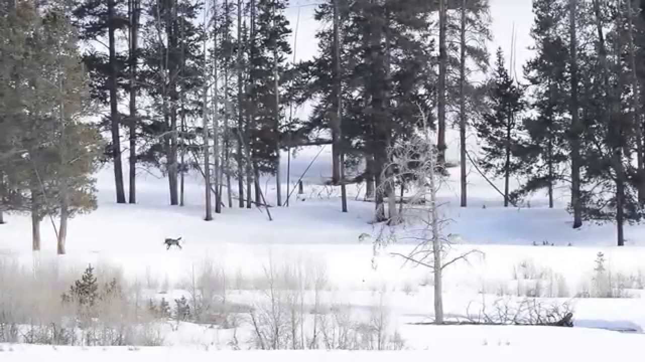 Lamar Canyon wolves chase coyotes while fox looks on - YouTube