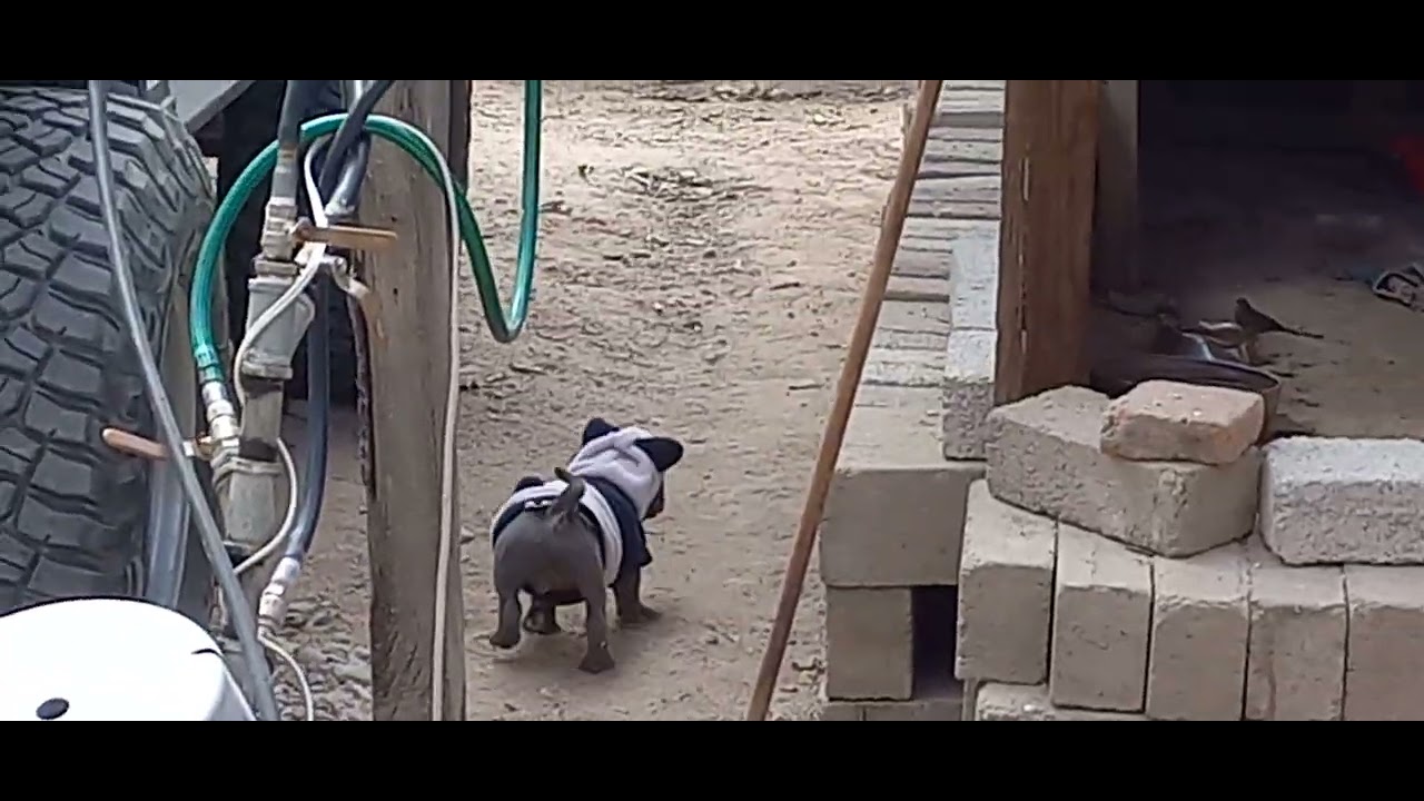firulais se aloca bonito bully - YouTube