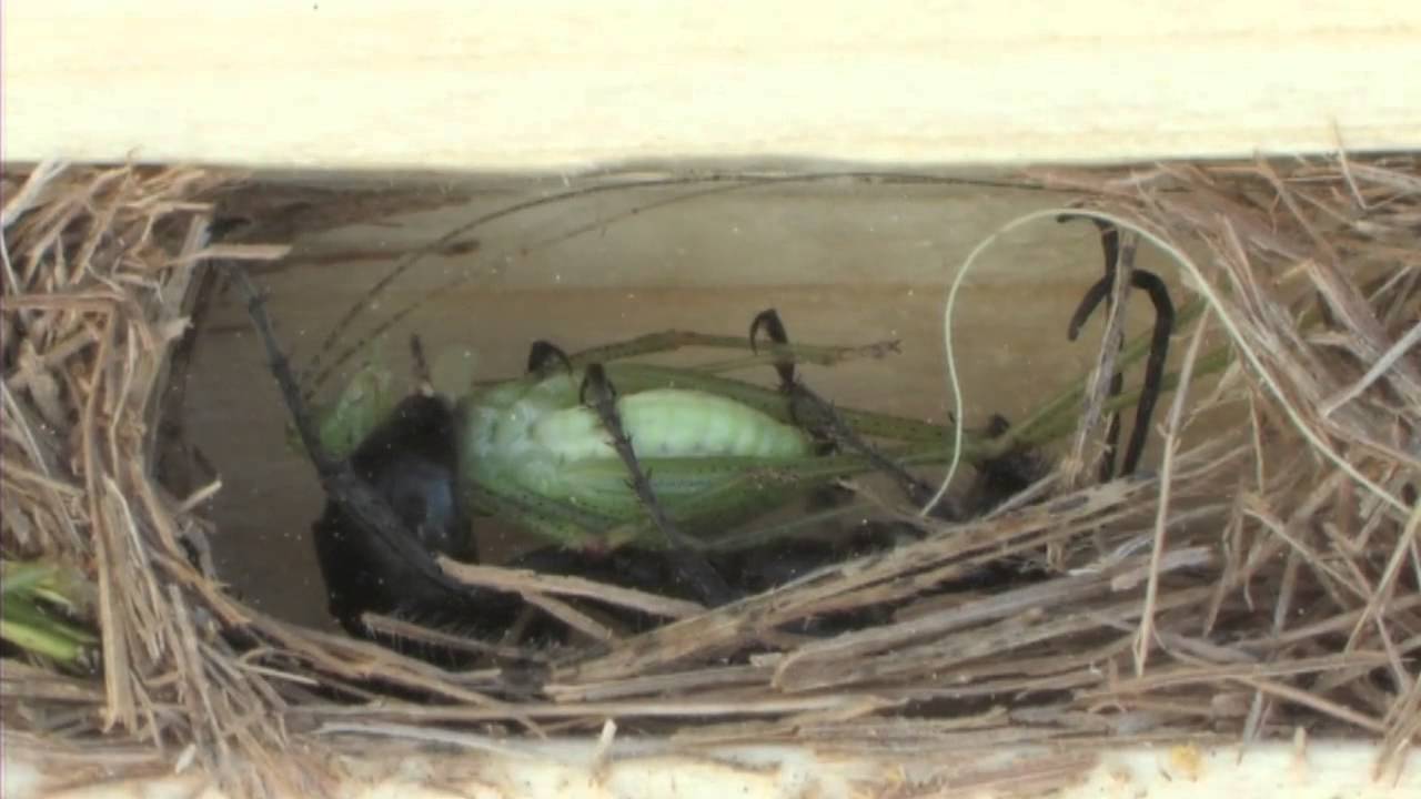 Guepe solitaire Isodontia mexicana:Ponte - YouTube