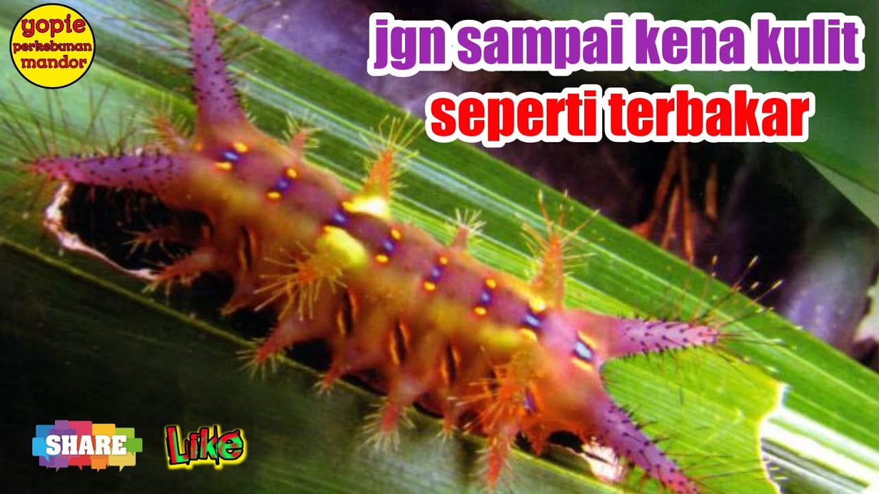 pengendalian ulat api dengan cara alami di kelapa sawit terbukti ampuh ...