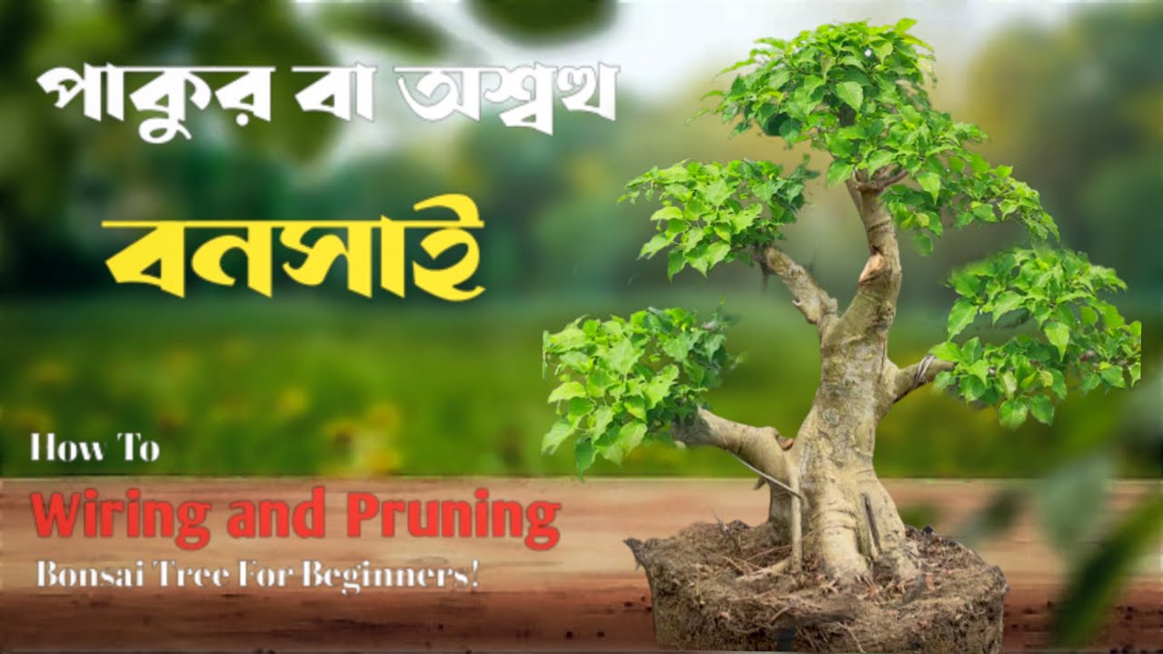 পাকুড় গাছের বনসাই কিভাবে করবেন? How to make bonsai of ficus rumphii ...
