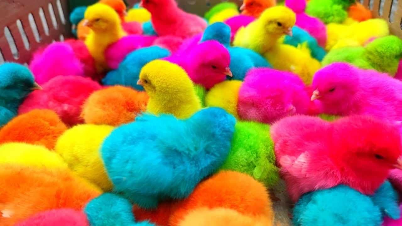 Tangkap Ayam Lucu Ayam warna warni, Ayam Rainbow, Bebek angsa, hewan ...