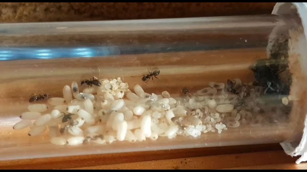 Lasius Niger colony in testtube setup - Live Stream. - YouTube