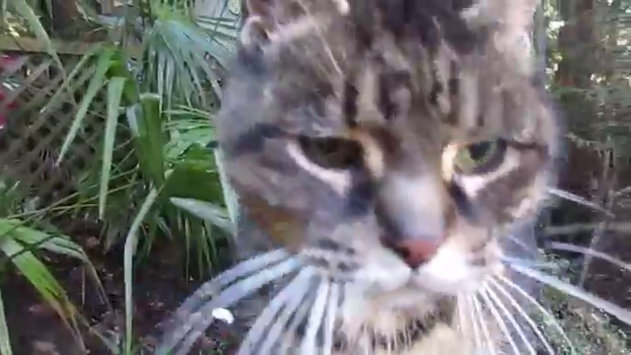 Talkative Cat - YouTube