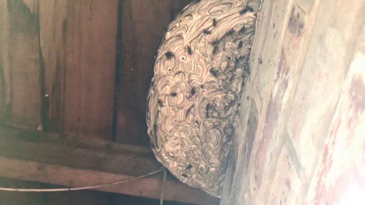 How to remove a wasps nest safely? Call 020-8848-1254 or 07833-438822 ...