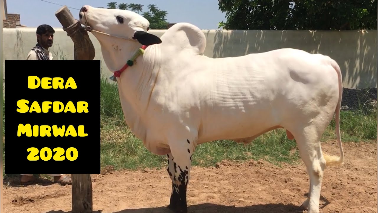 Beautiful Heavy Dhani Bull Of Dera Safdar Mirwal || Cow Mandi 2020 ...