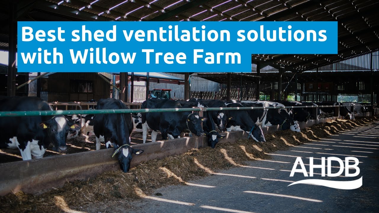 Best shed ventilation solutions with Willow Tree Farm | AHDB Dairy 360 ...