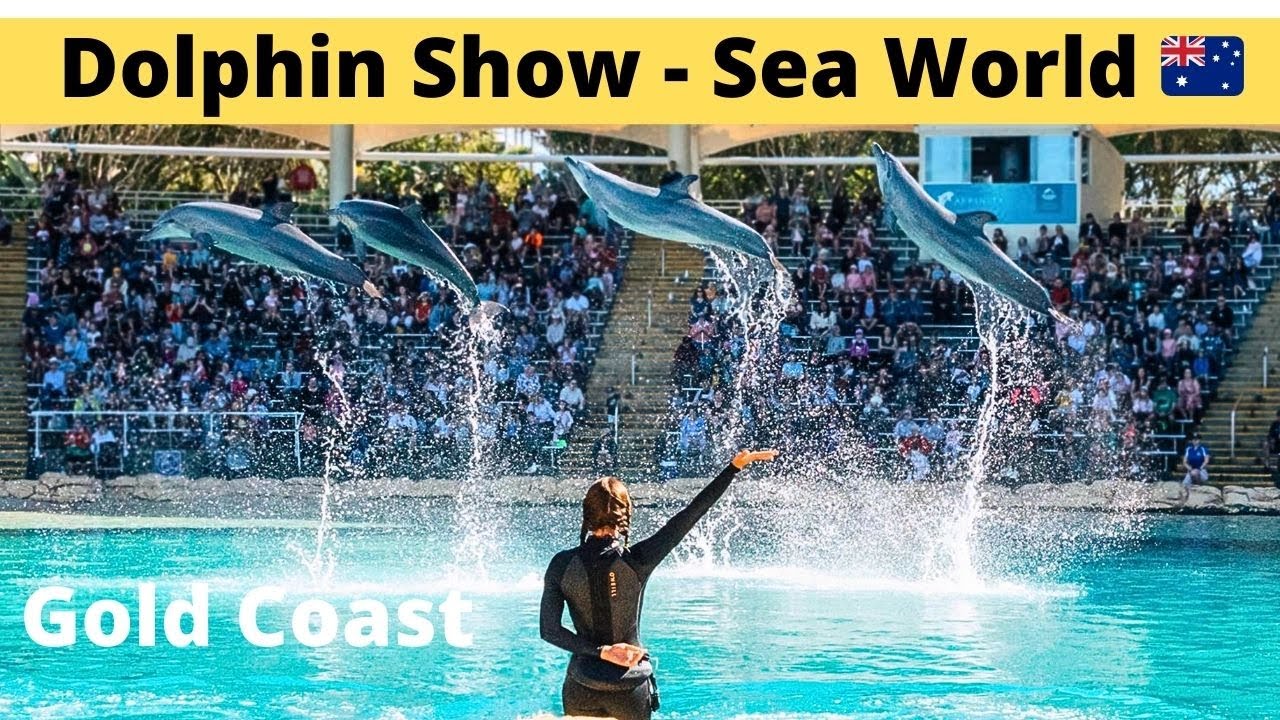 Dolphin Show Live 🐬 Sea World Gold Coast - Australia 🇦🇺 Affinity ...