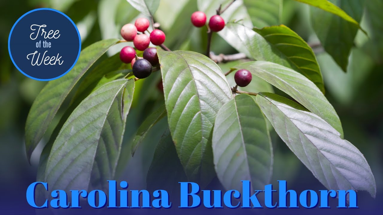 Buckthorn