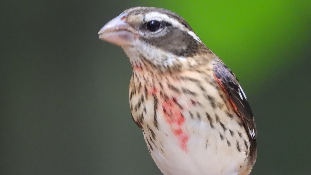 #Migratory Rose-breasted Grosbeaks visit our backyard bird sanctuary ...