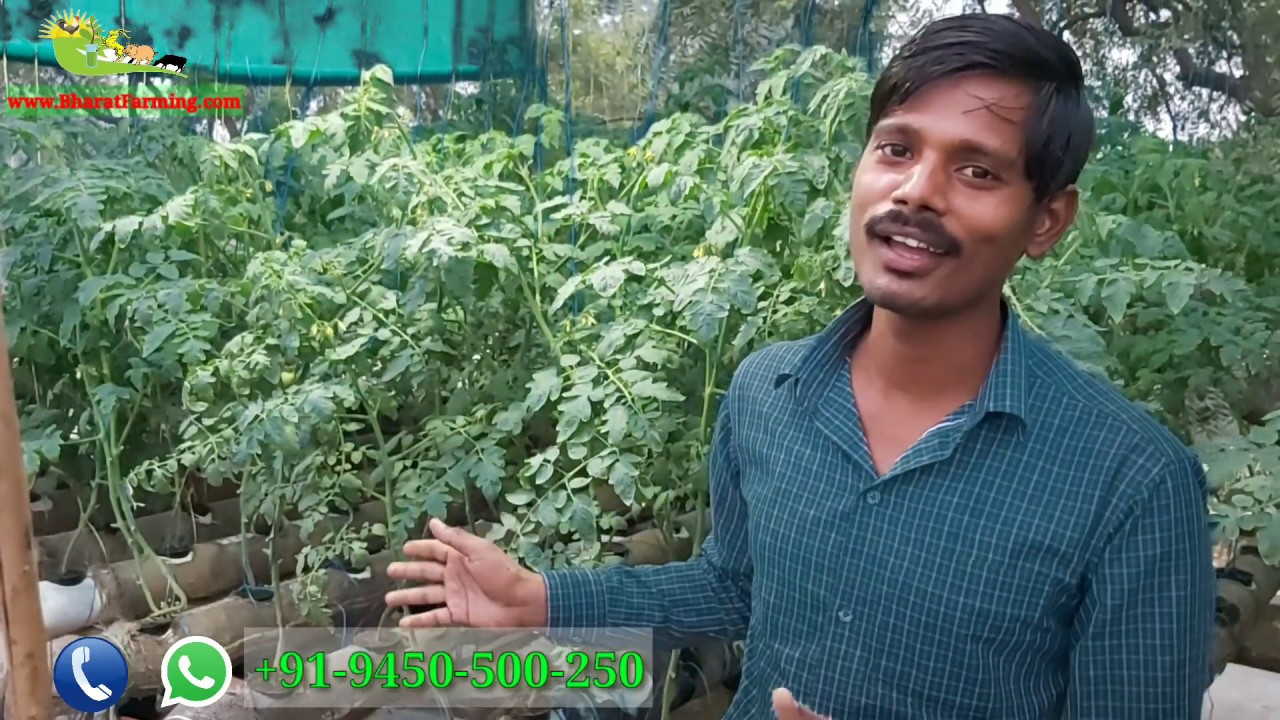 पानी मे टमाटर की खेती || Hydroponic Tomato | soil less farming ...