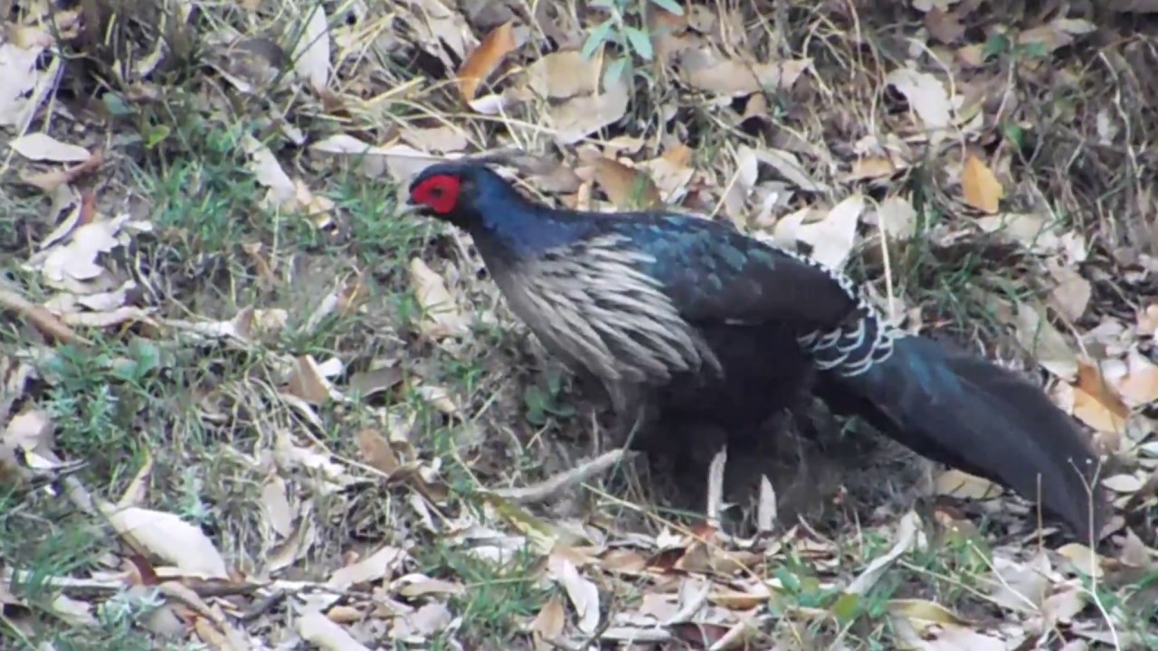 White-crested Kalij Pheasant (male) - YouTube