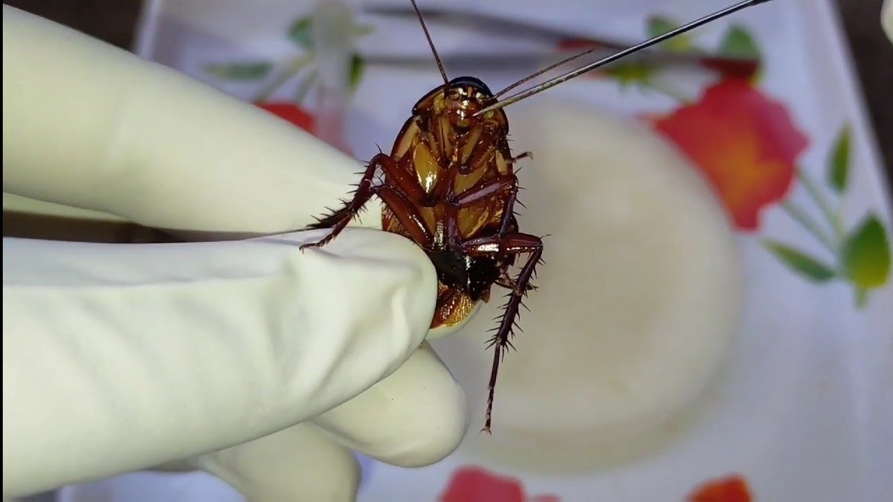 Dissection of Cockroach | Periplaneta americana | Zoology Practical ...