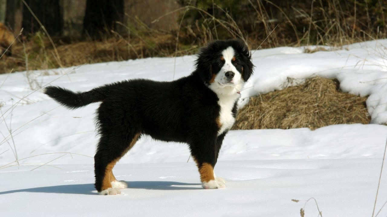 The History of Bernese Mountain Dogs as Working Dogs - YouTube