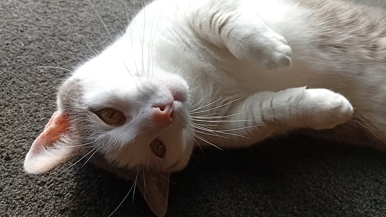 Mr Grieves the cute little Munchkin cat is a good boy 😻 - YouTube