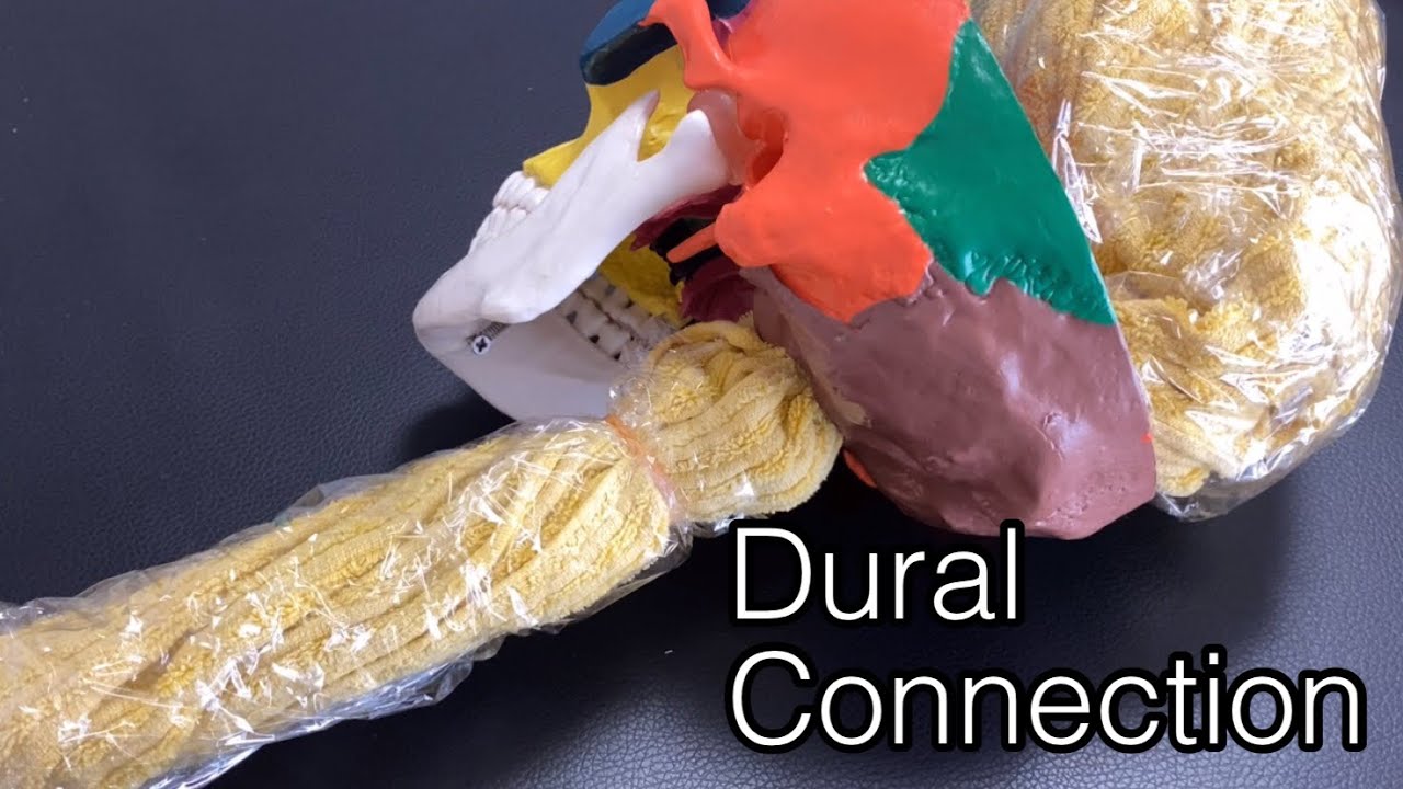 Facial connection from head to neck - YouTube