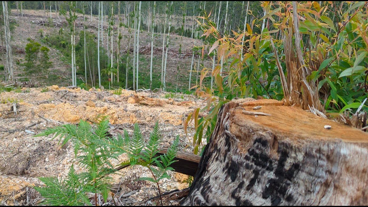 Cutting trees to save koalas - YouTube