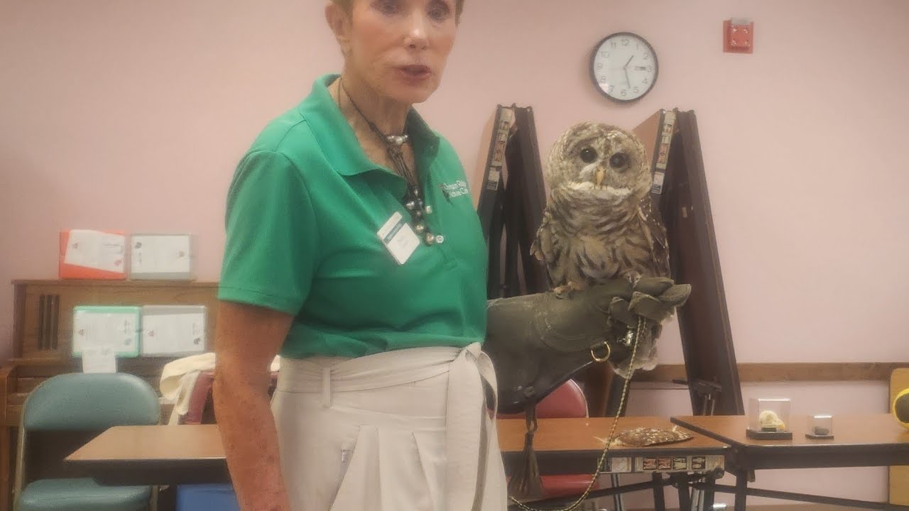 Senior Center| 👀 "Strixie" The Barred Owl With The Big Beautiful Eyes🦉⬇ ...