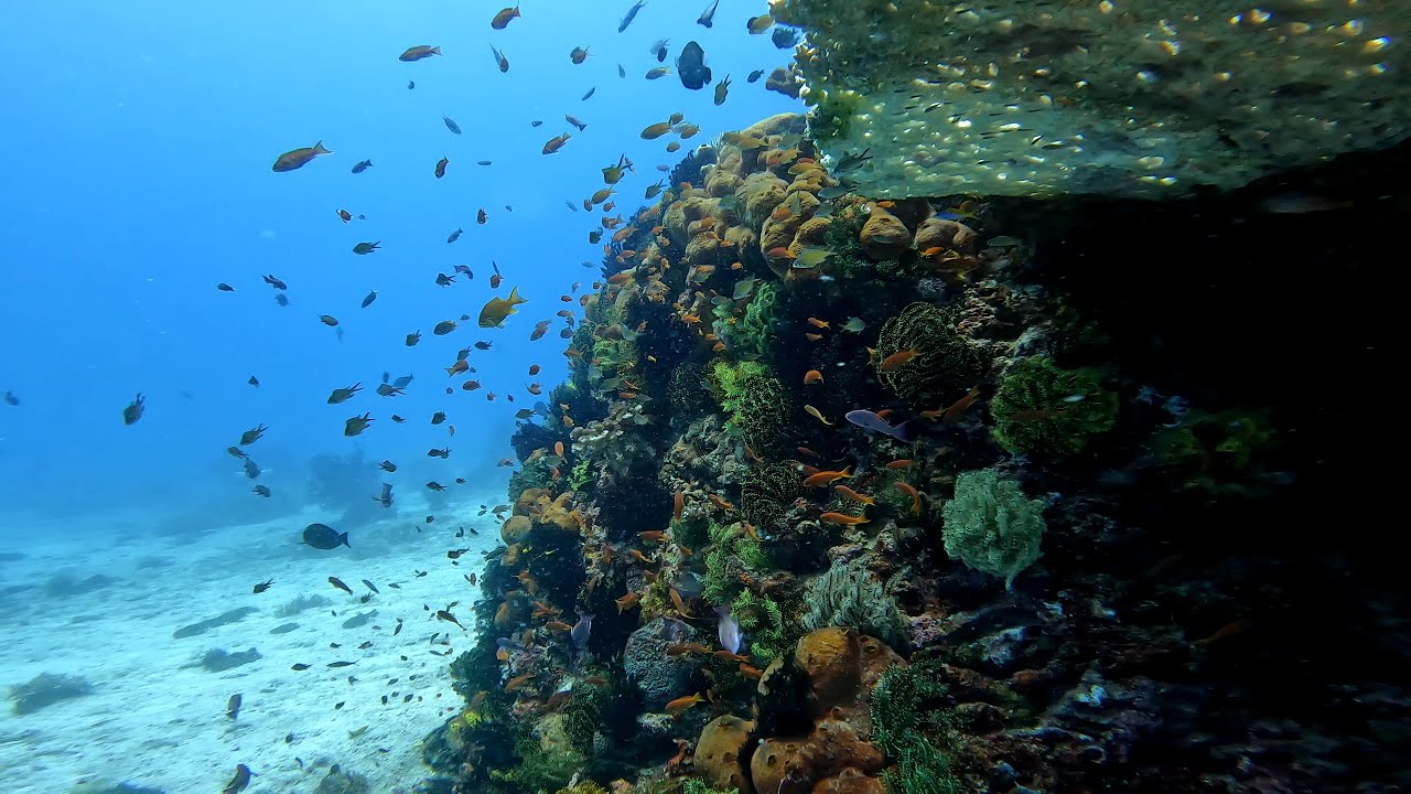 Diving Philippines - Bohol (Dive 3) | Dakit-Dakit, Pamilacan Island ...