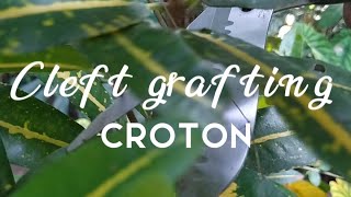 Grafting Croton / Cleft grafting croton plant / Step by step guide in cleft grafting
