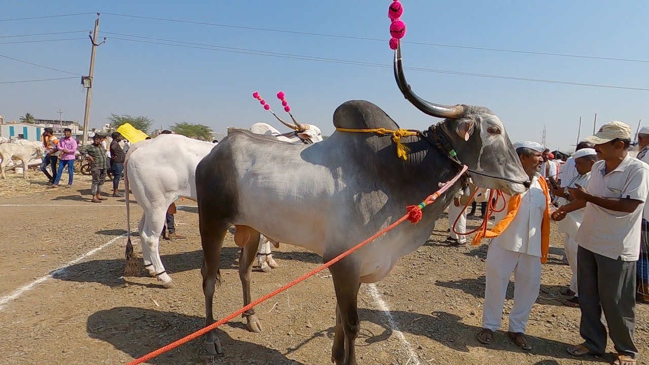 Khillari stud bull cost 6 lakhs - YouTube