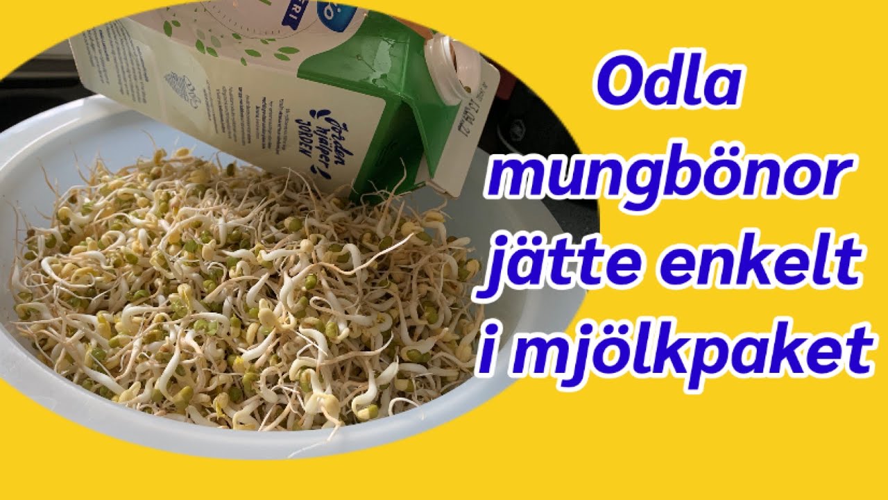 Så odlar jag mungbönor groddar enkelt hemma i mjölkpaket - YouTube