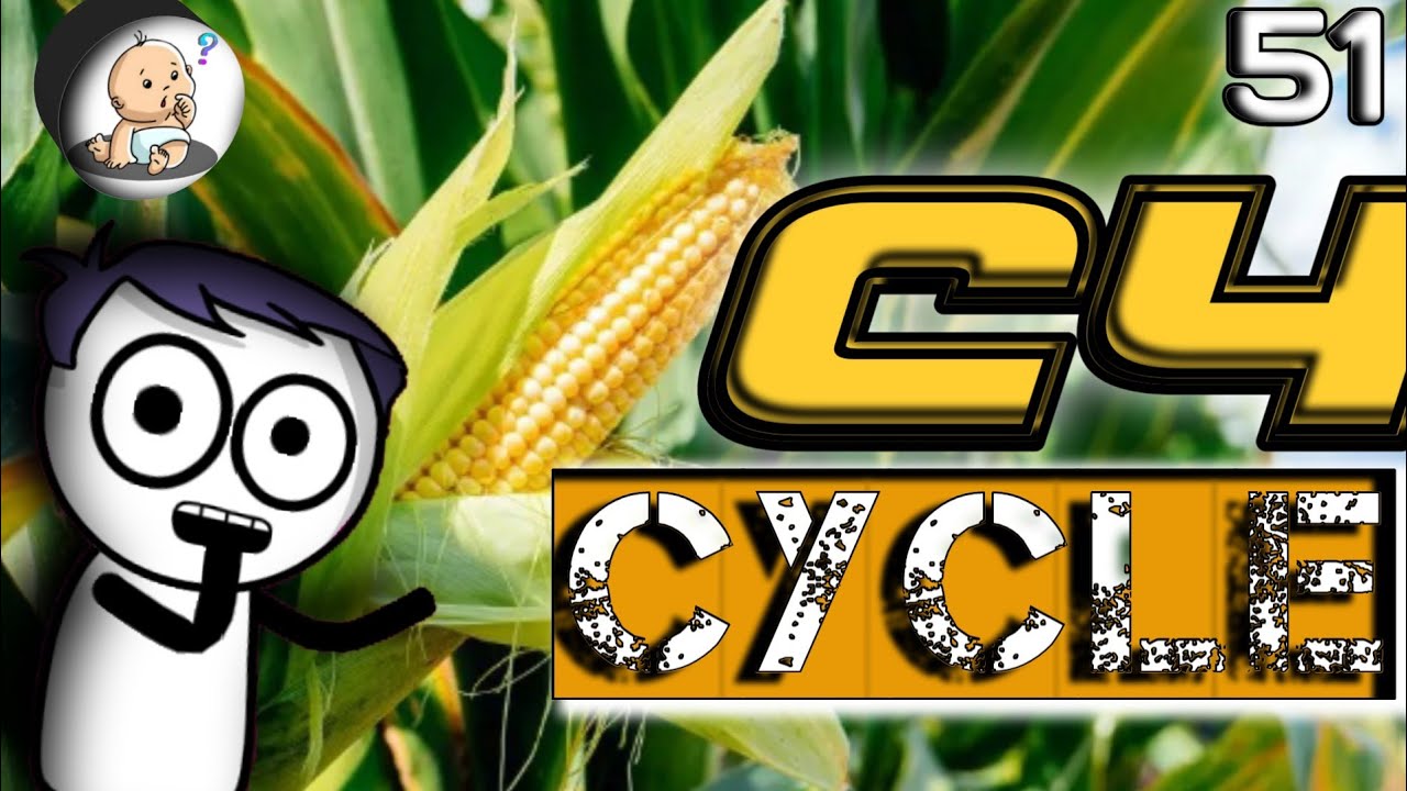 [ C4 CYCLE ], HATCH SLACK PATHWAY, C4 CYCLE CLASS 11, C4 CYCLE BY DR ...