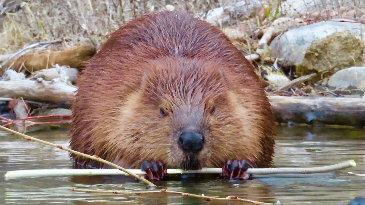Beaver Eating a Branch (2024) - YouTube