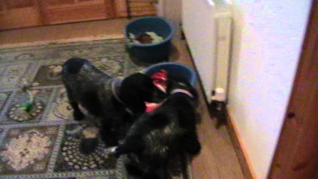 Search Training for Dogs - Session 3 - YouTube