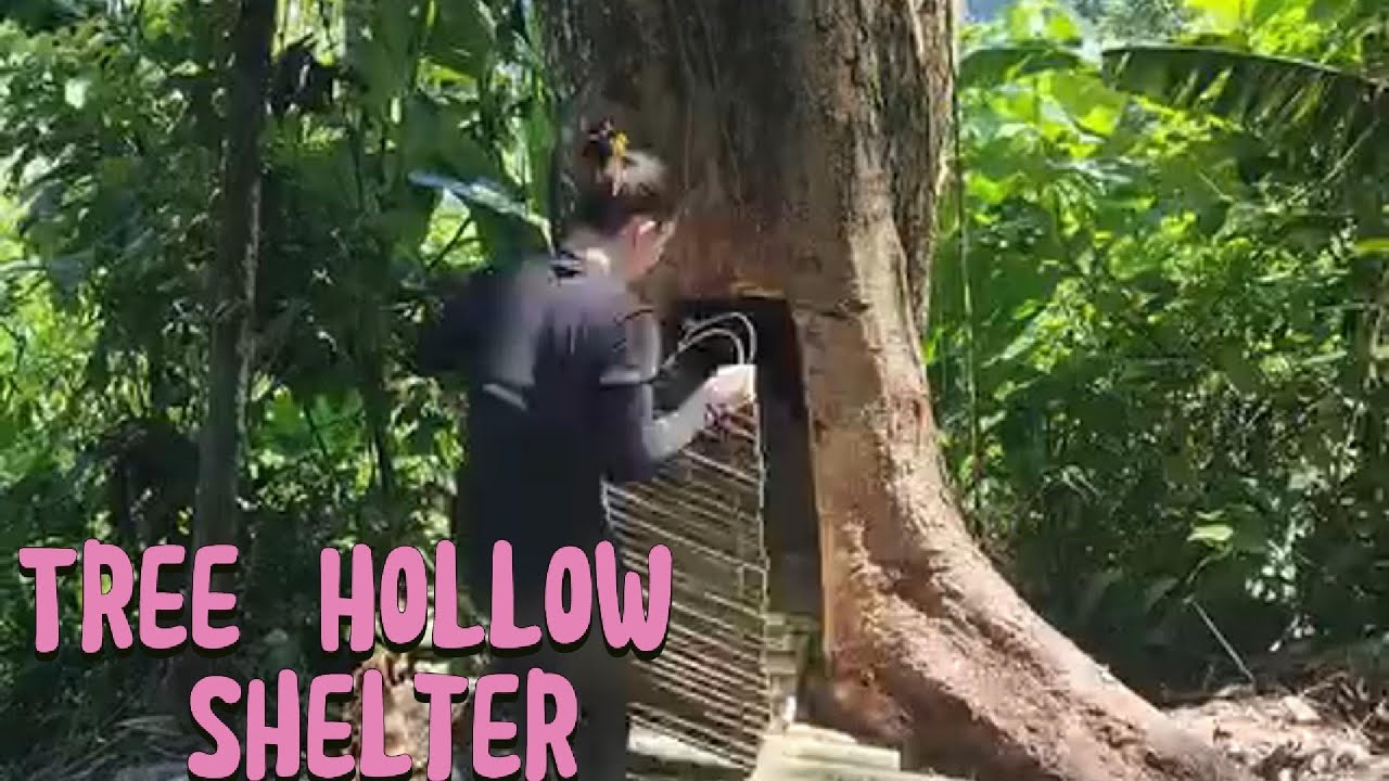 Building a Tree Hollow Shelter to Survive in the Forest ...