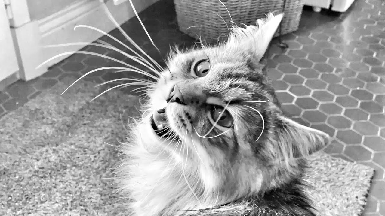 Cats whine to go outside at holiday cottage - YouTube