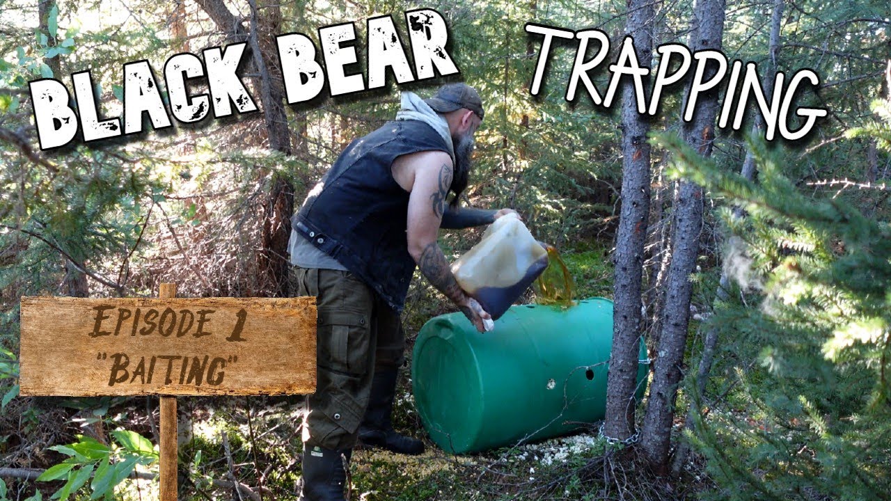 Baiting 101 - Episode 1 | Labrador Fall Black Bear Hunting / Trapping🧸 ...