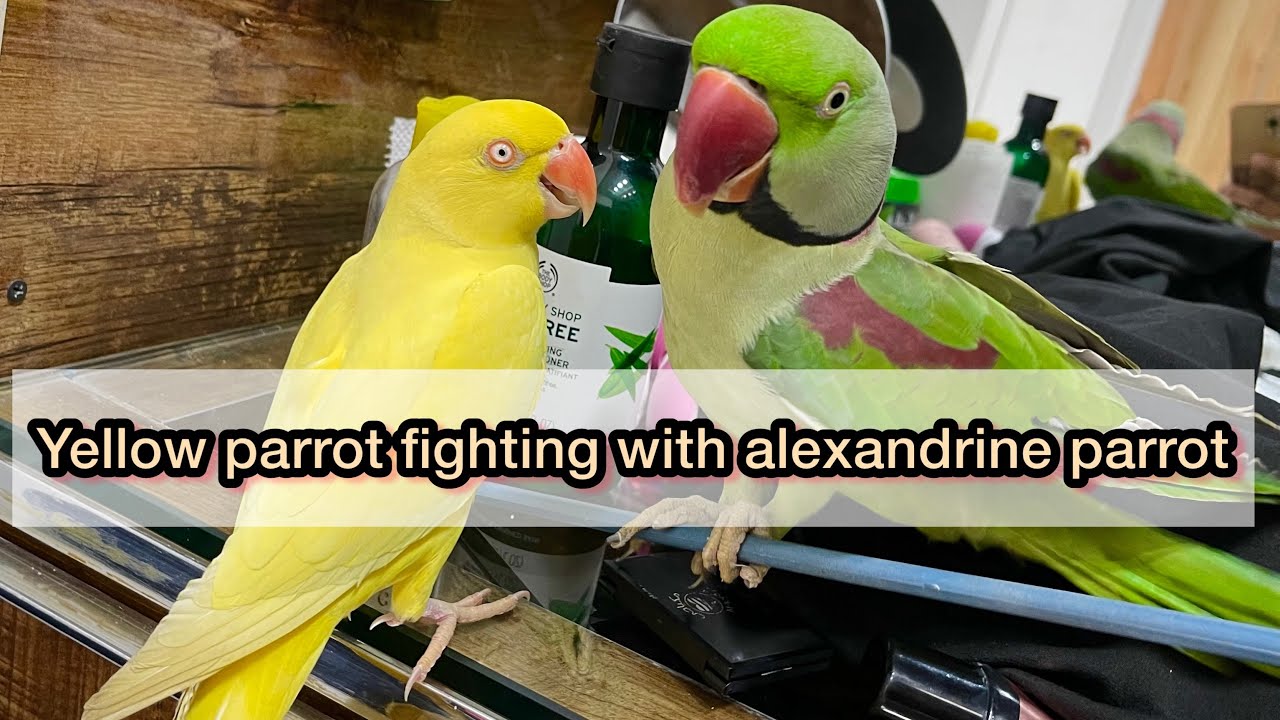 Yellow ringneck parrot fighting with alexandrine parrot funny video ...