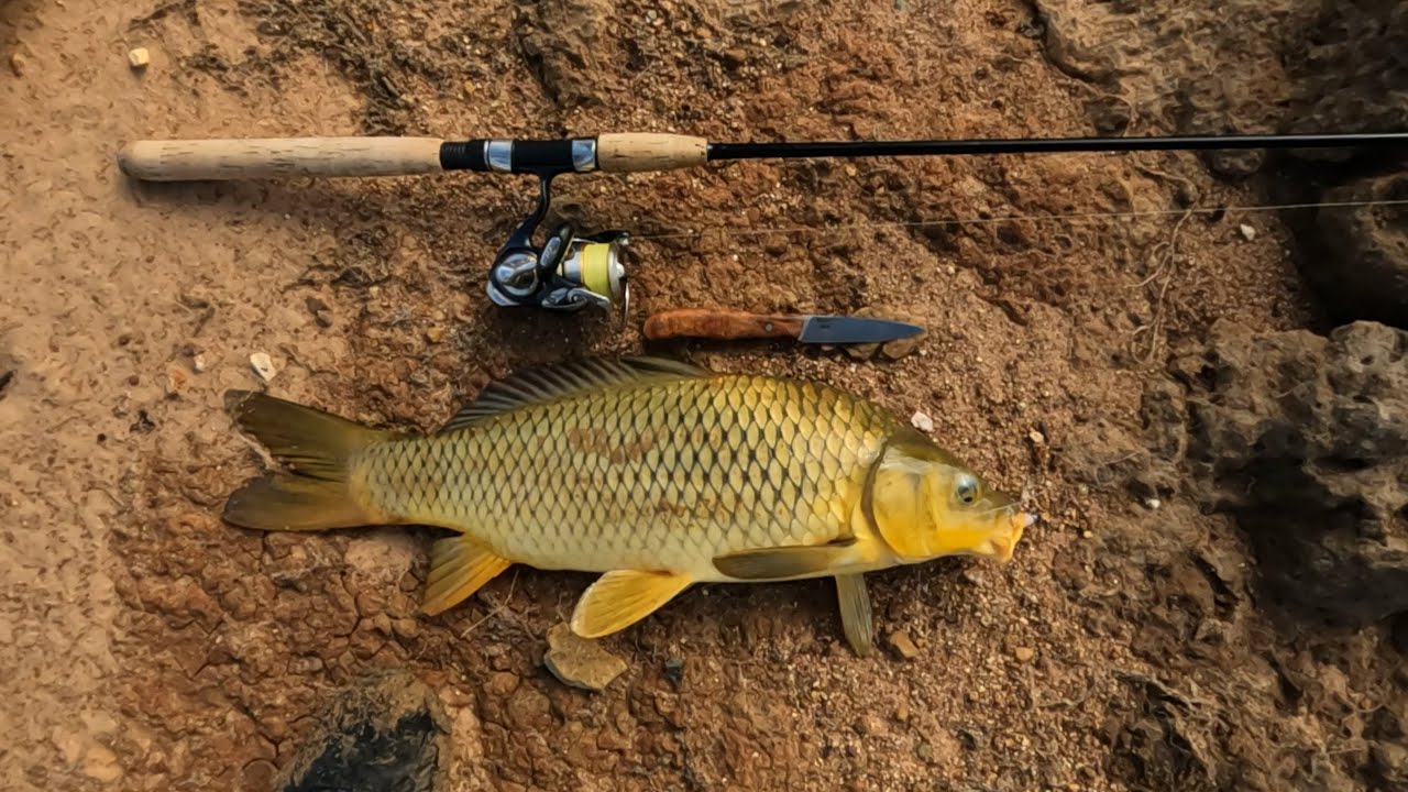 Carp on a lure no. 503 - YouTube