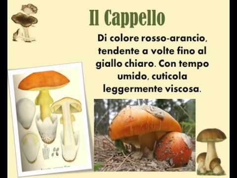 Il Mondo dei Funghi - Capitolo primo p.1 - Amanita Caesarea Ovulo - YouTube