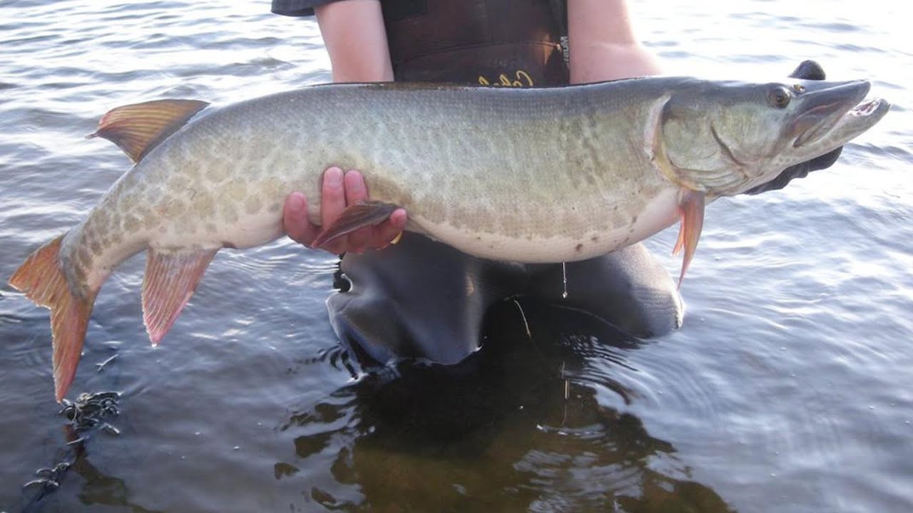 Amazing Fast Giant Fish Fishing Skill, Catching Fish Big on The Sea ...