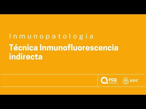 Inmunopatología - Técnica Inmunofluorescencia indirecta - YouTube