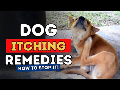 Why Does My Dog Keep Itching But Has No Fleas