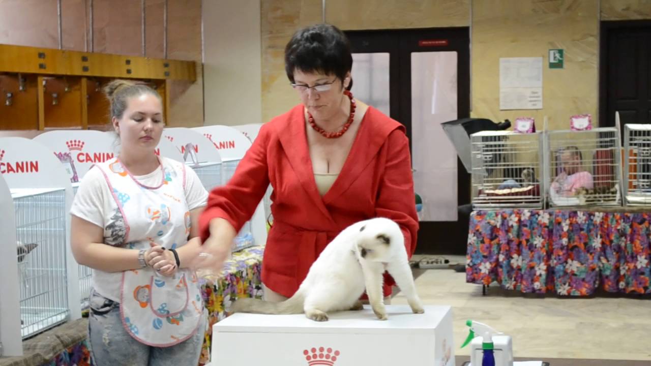 Great Glory Cassie Prime SFS b33, my sweet female. - YouTube