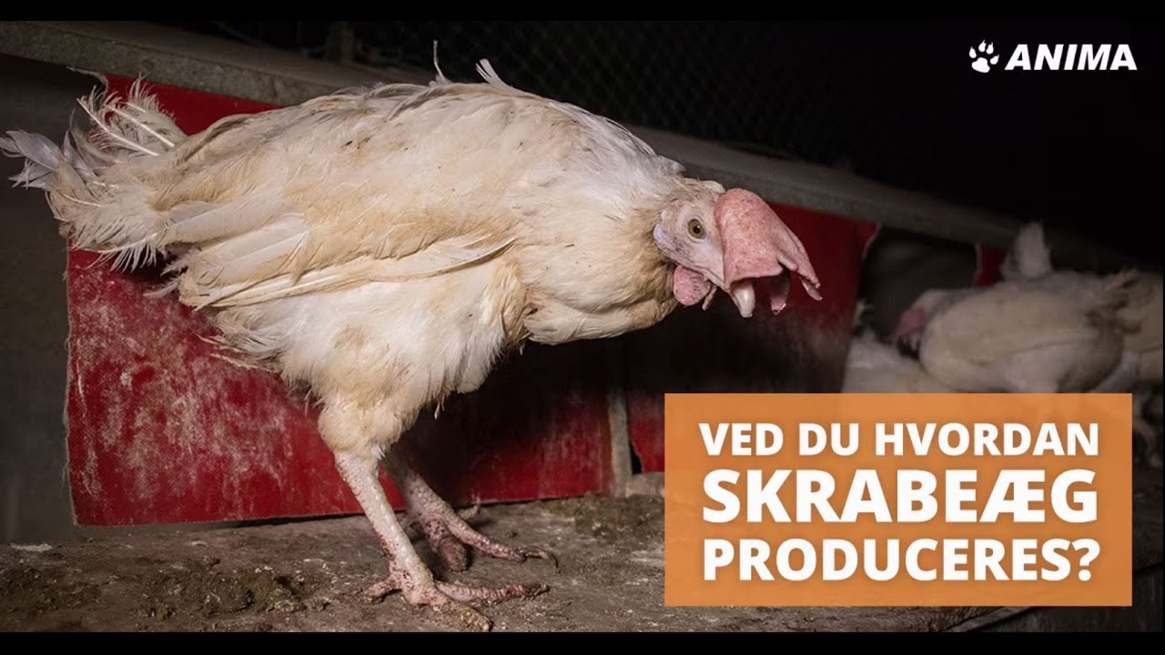 Ved du hvordan skrabeæg produceres? - YouTube