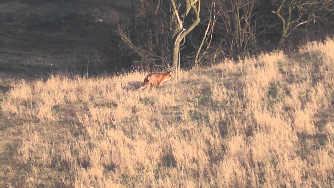 Fox is chasing mice, part 8 - jagender Fuchs (Vulpes vulpes) - YouTube
